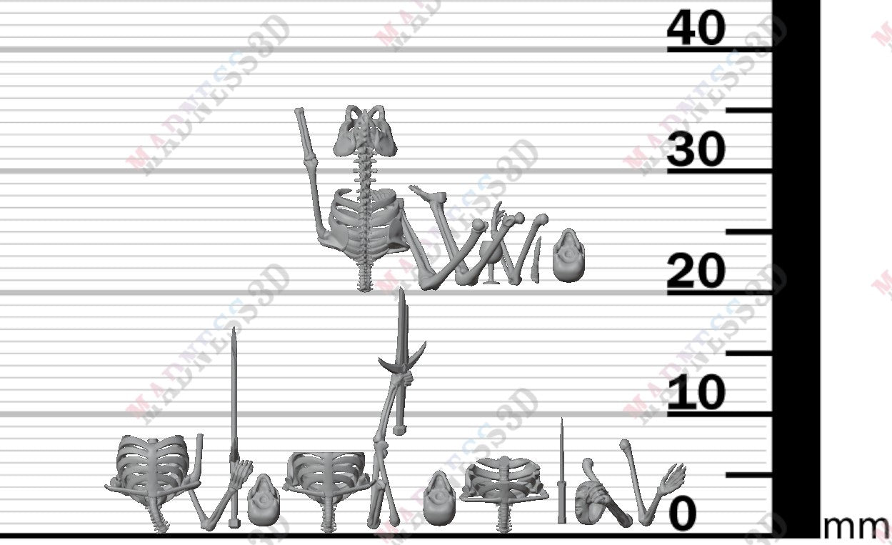 Human Skeleton - Group 1